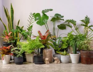 5 PLANTAS DE INTERIOR PARA TU HOGAR – Radio María Juana | FM 101.9 Mhz ...