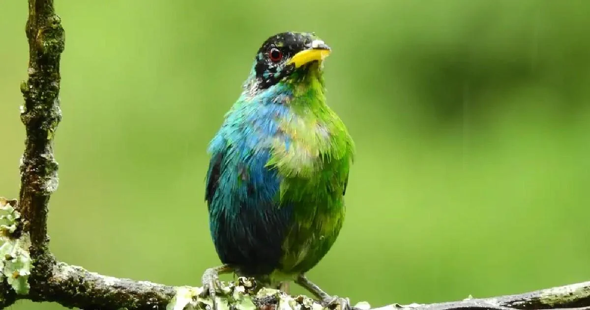 Colombia: avistan extraño pájaro mitad macho, mitad hembra – Radio ...