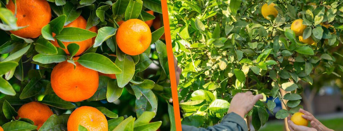 Charla de Pro Huerta sobre cuidados y tips para los frutales en casa ...