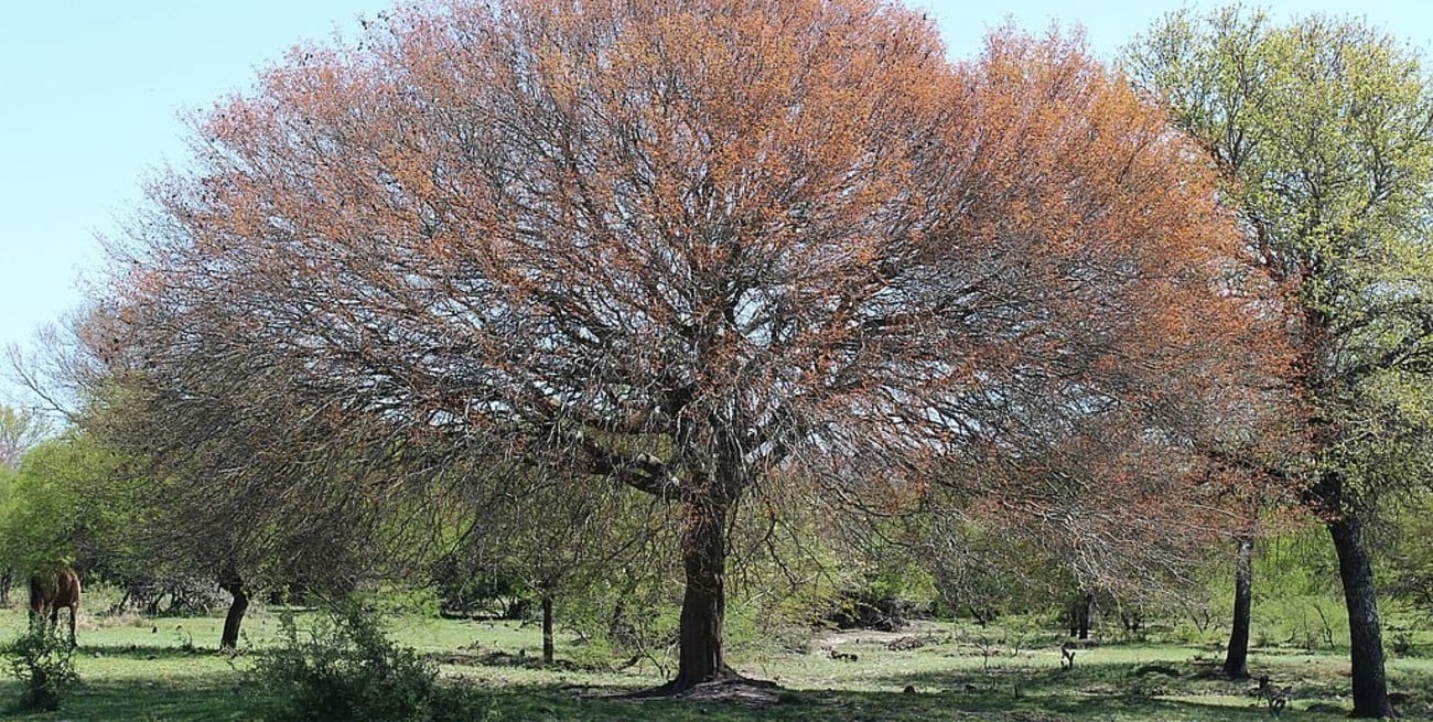 La importancia de forestar con árboles nativos en cada rincón del ...