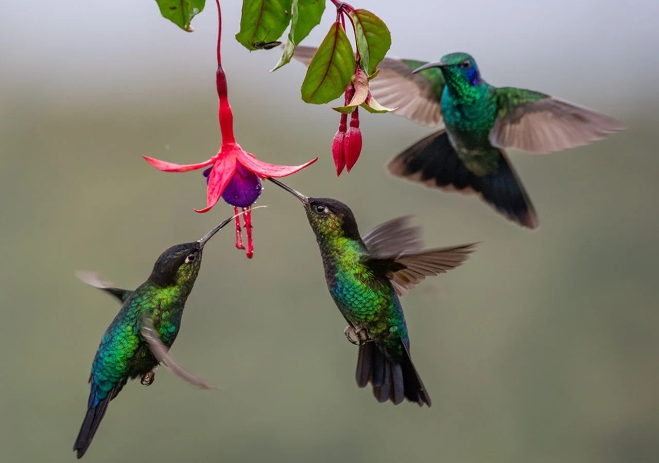 Descubrí las plantas que atraen colibríes a tu jardín – Radio María ...