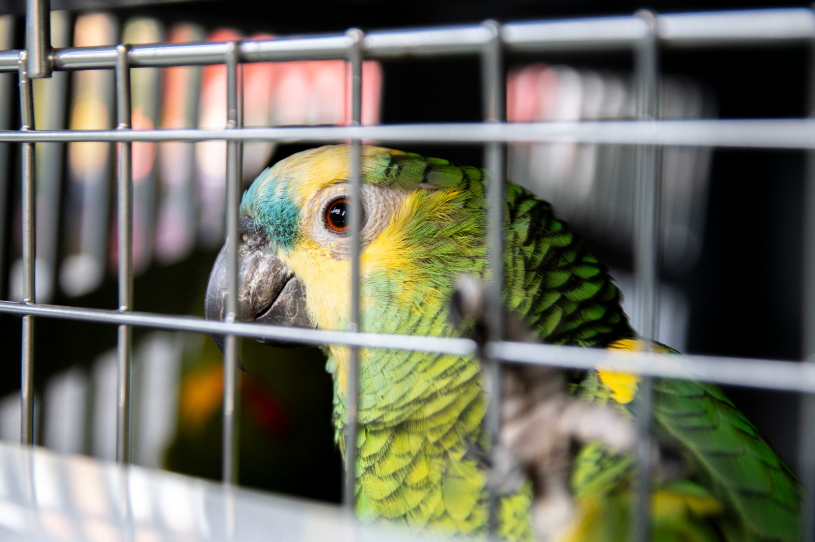 Tráfico ilegal de fauna: una amenaza silenciosa que devasta la ...